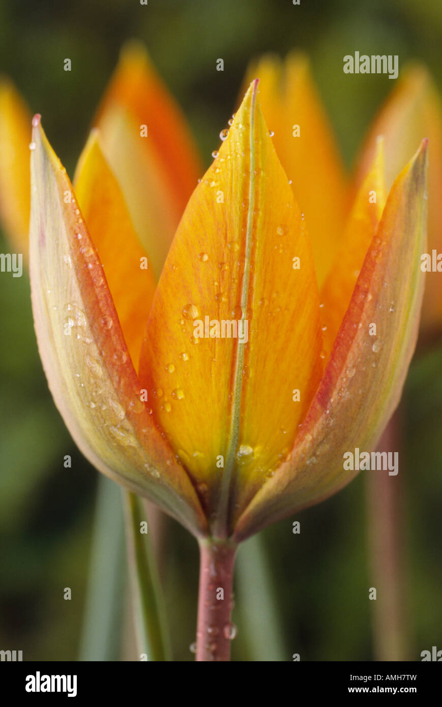 Tulip orphanidea whittallii hi-res stock photography and images - Alamy