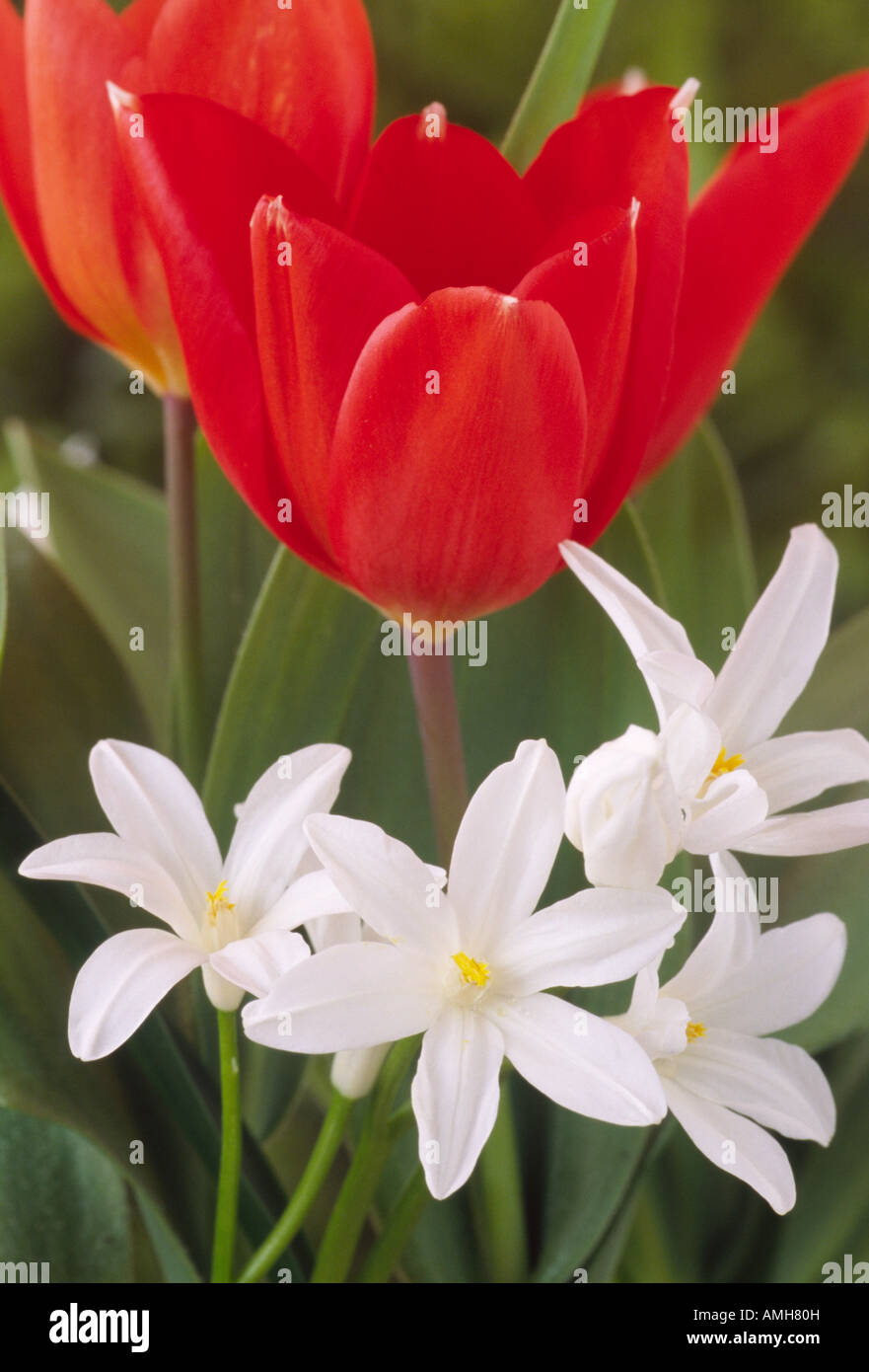 Tulipa praestans 'Fusilier' AGM and Chionodoxa luciliae (Gigantea Group ...