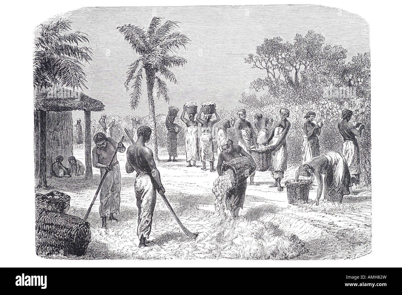cotton harvest rio de Janeiro brazil slave labour raw basket pick hand ...