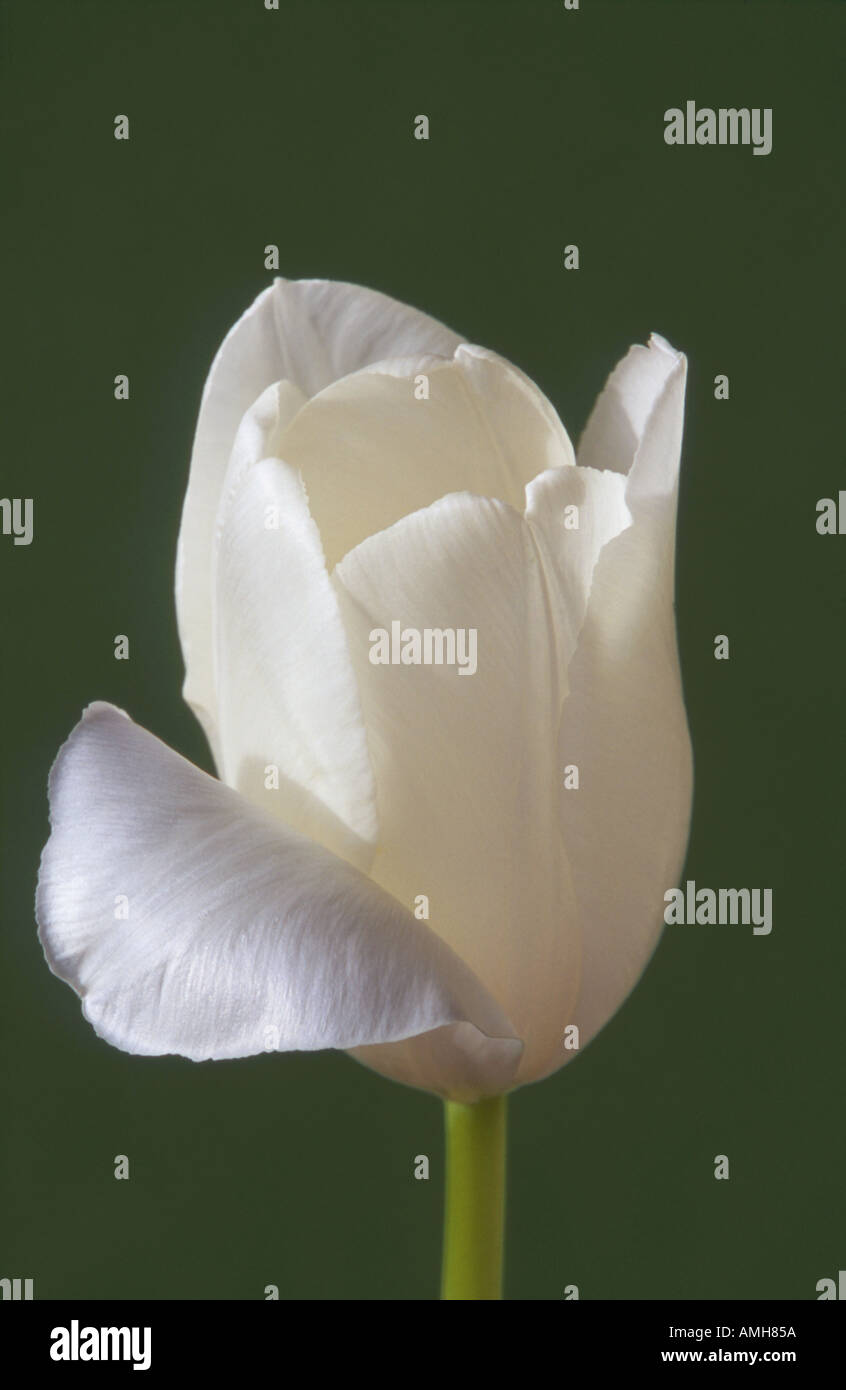 White curled tulip hi-res stock photography and images - Alamy