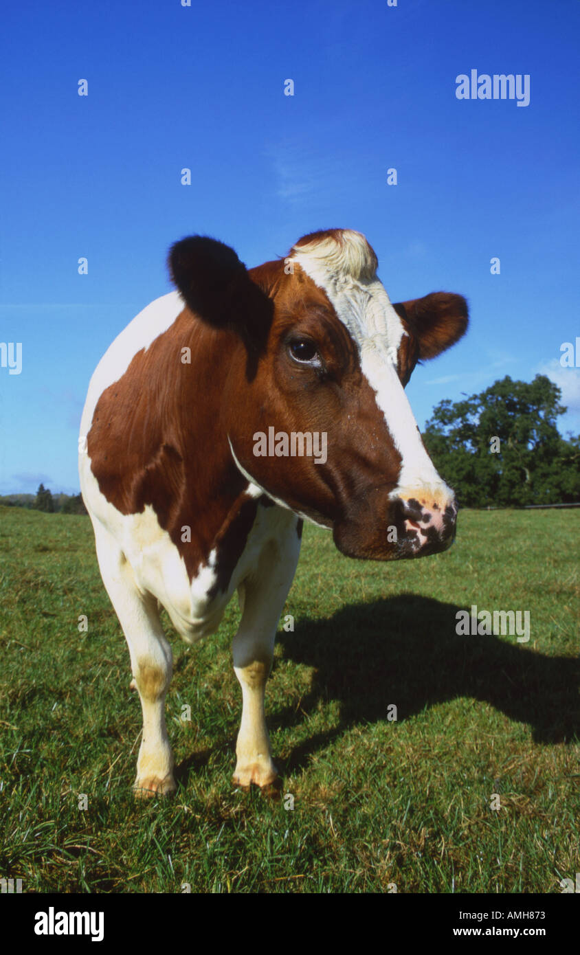 Cow listening hi-res stock photography and images - Alamy