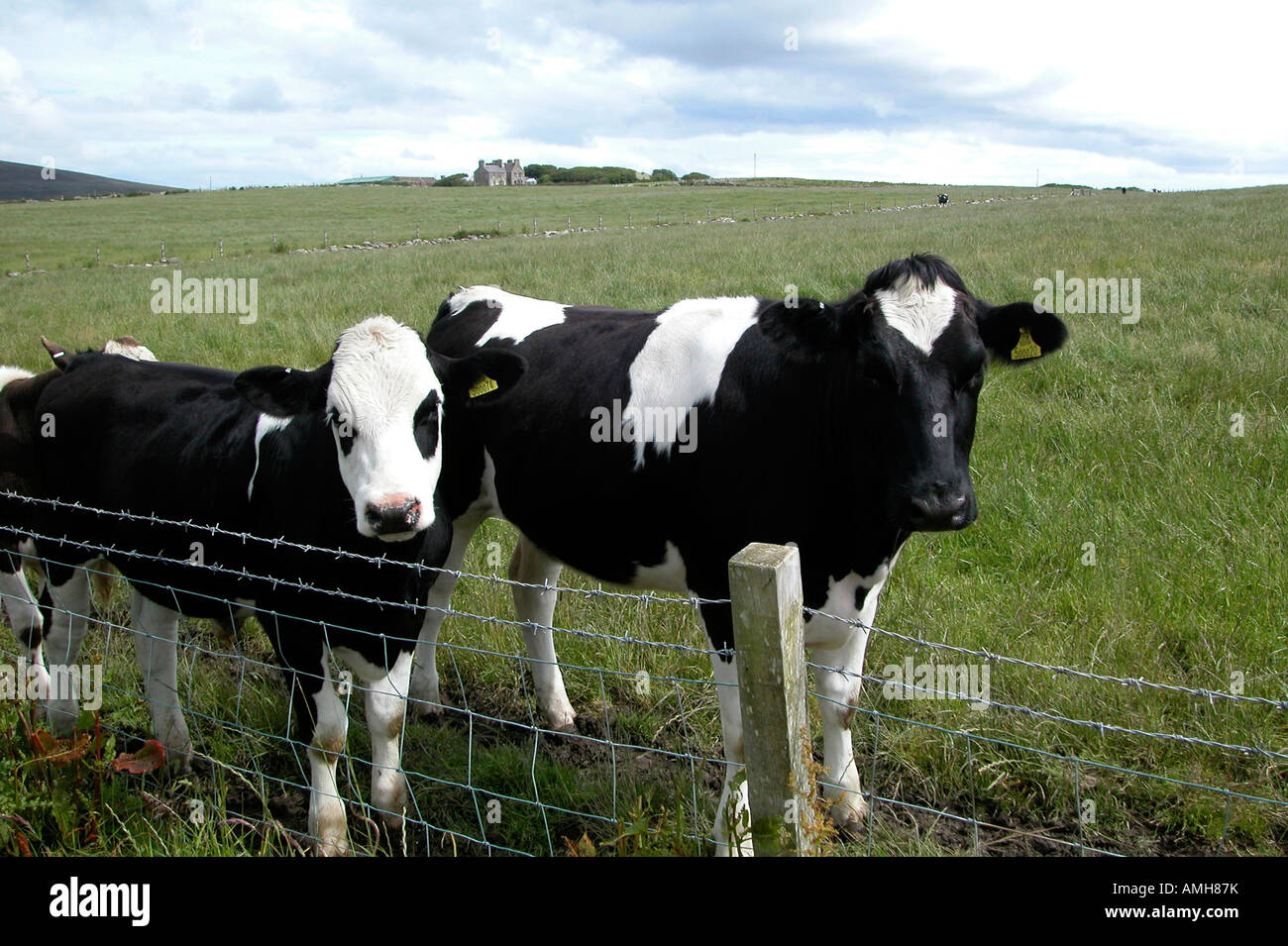 Two friesian cows in a field in Orkney, Scotland, UK Stock Photo - Alamy