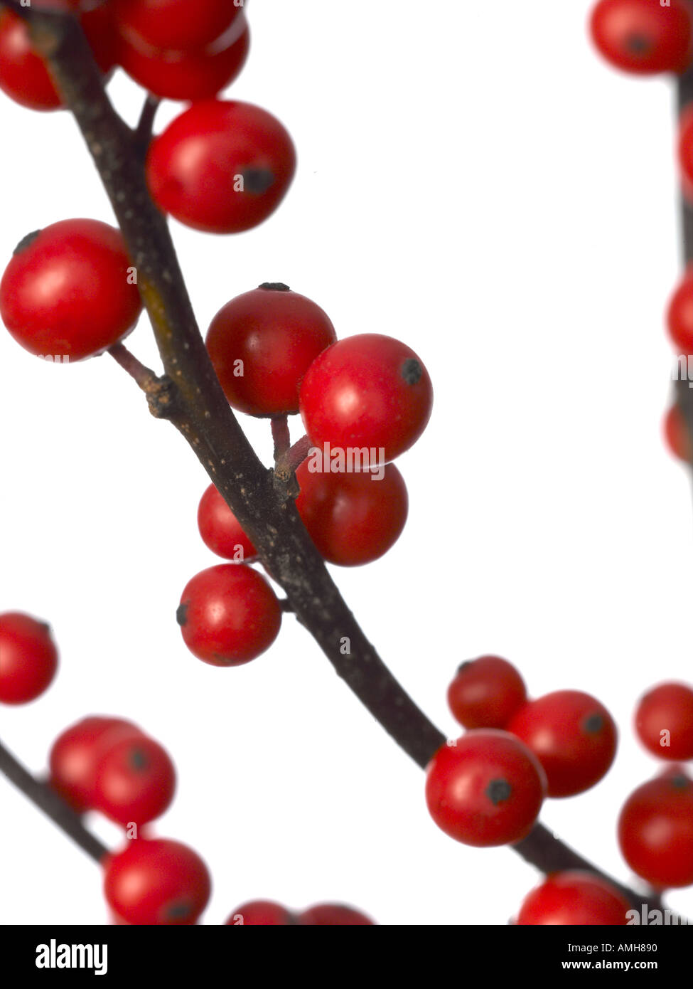 Red berry ilex Stock Photo - Alamy