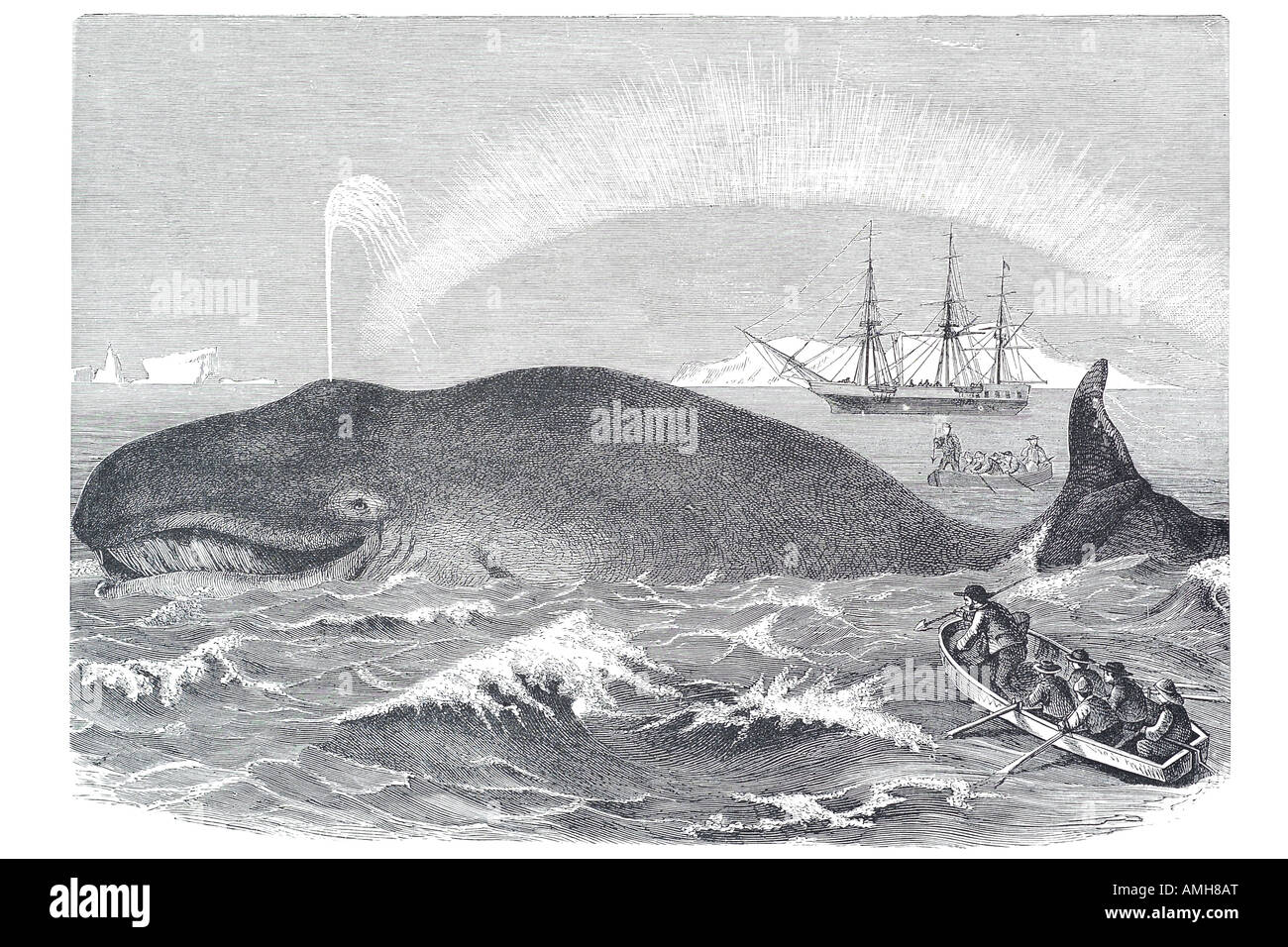 right whale balaena mysticetus baleen Eubalaen hunt harpoon cull kill ...