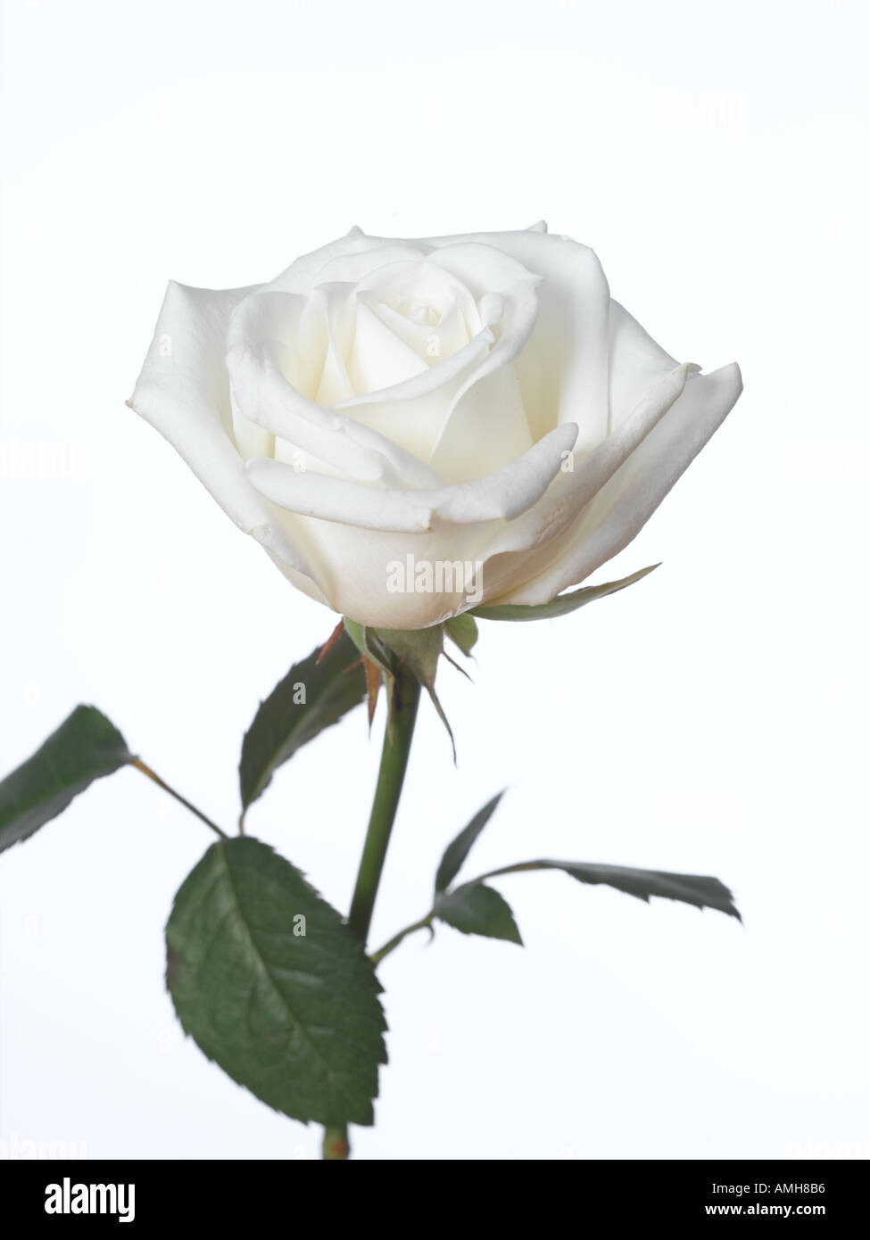 Single white rose Stock Photo - Alamy