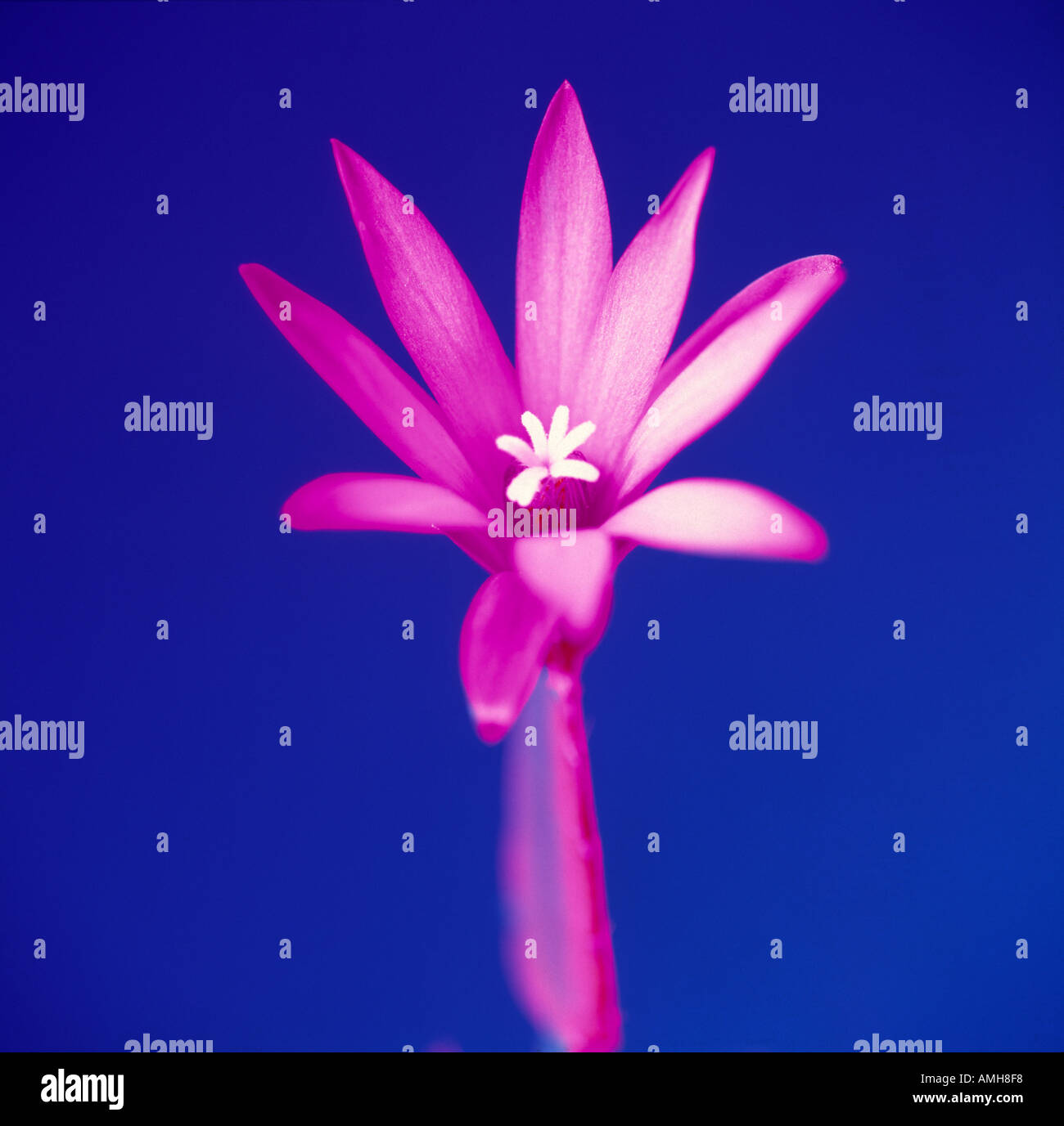 Rhipsalidopsis hi-res stock photography and images - Alamy