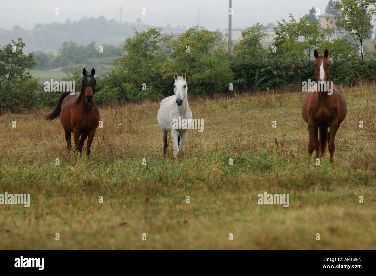 Horses in the countryside Stock Photo - Alamy