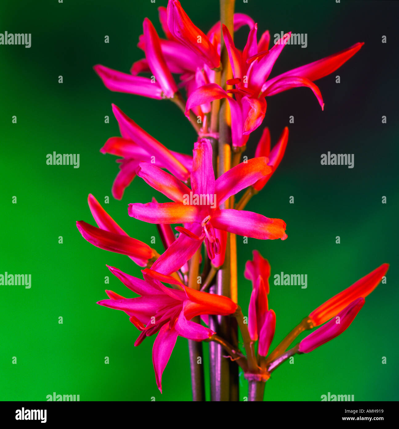 Pink nerine flower hi-res stock photography and images - Alamy