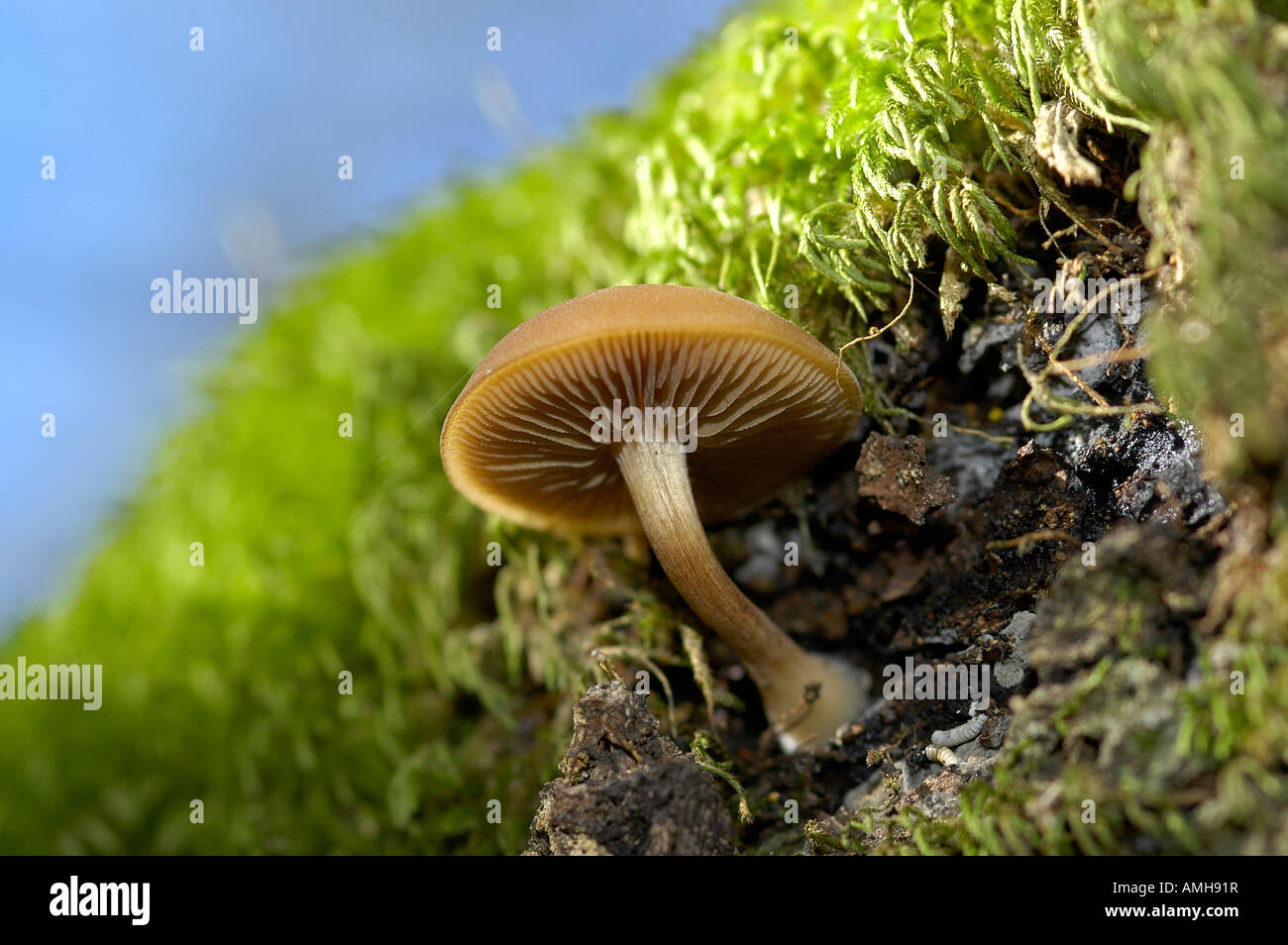 Hongo hongo hongo hongo naturaleza hi-res stock photography and images ...