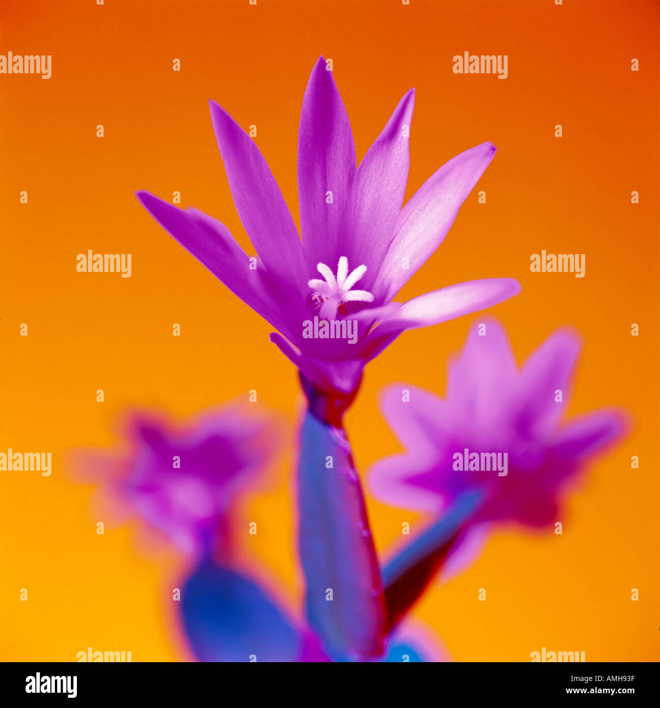 Easter Cactus, Rhipsalidopsis macro studio shot Stock Photo - Alamy