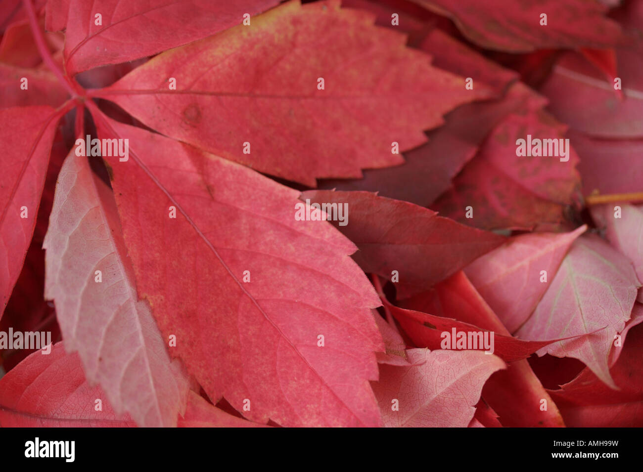 Virginia creeper during the autumn/fall Stock Photo - Alamy
