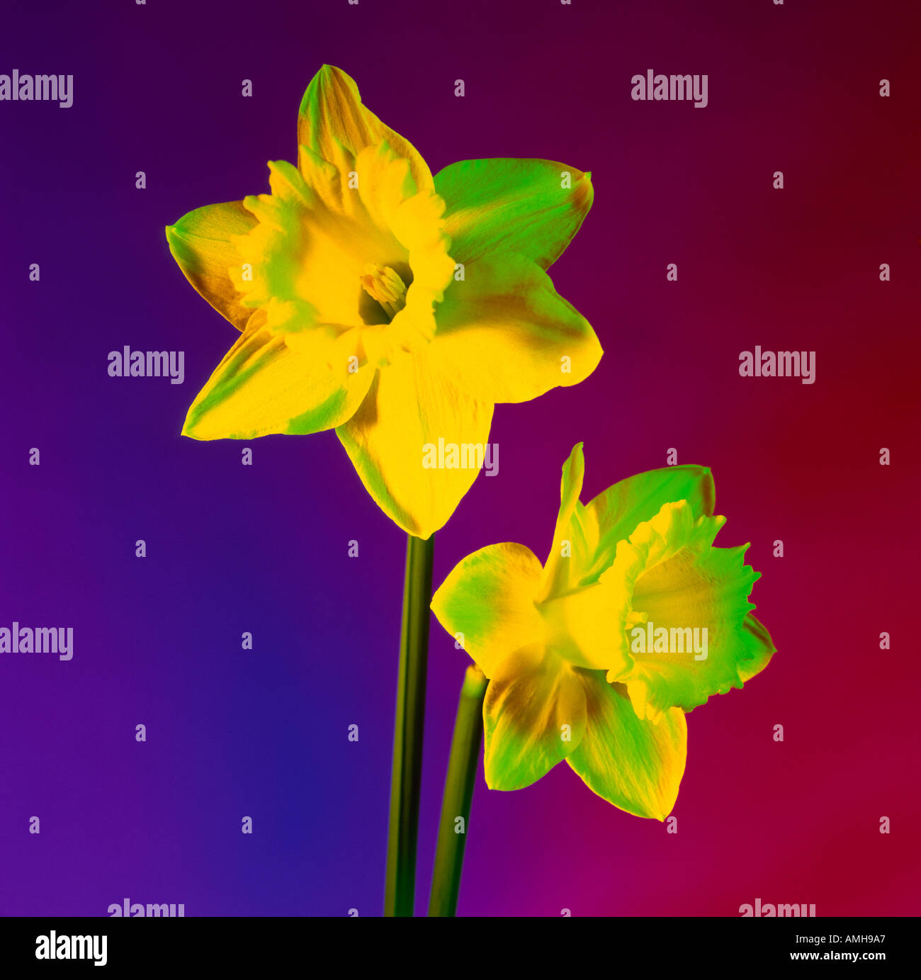Striking spring daffodils hi-res stock photography and images - Alamy