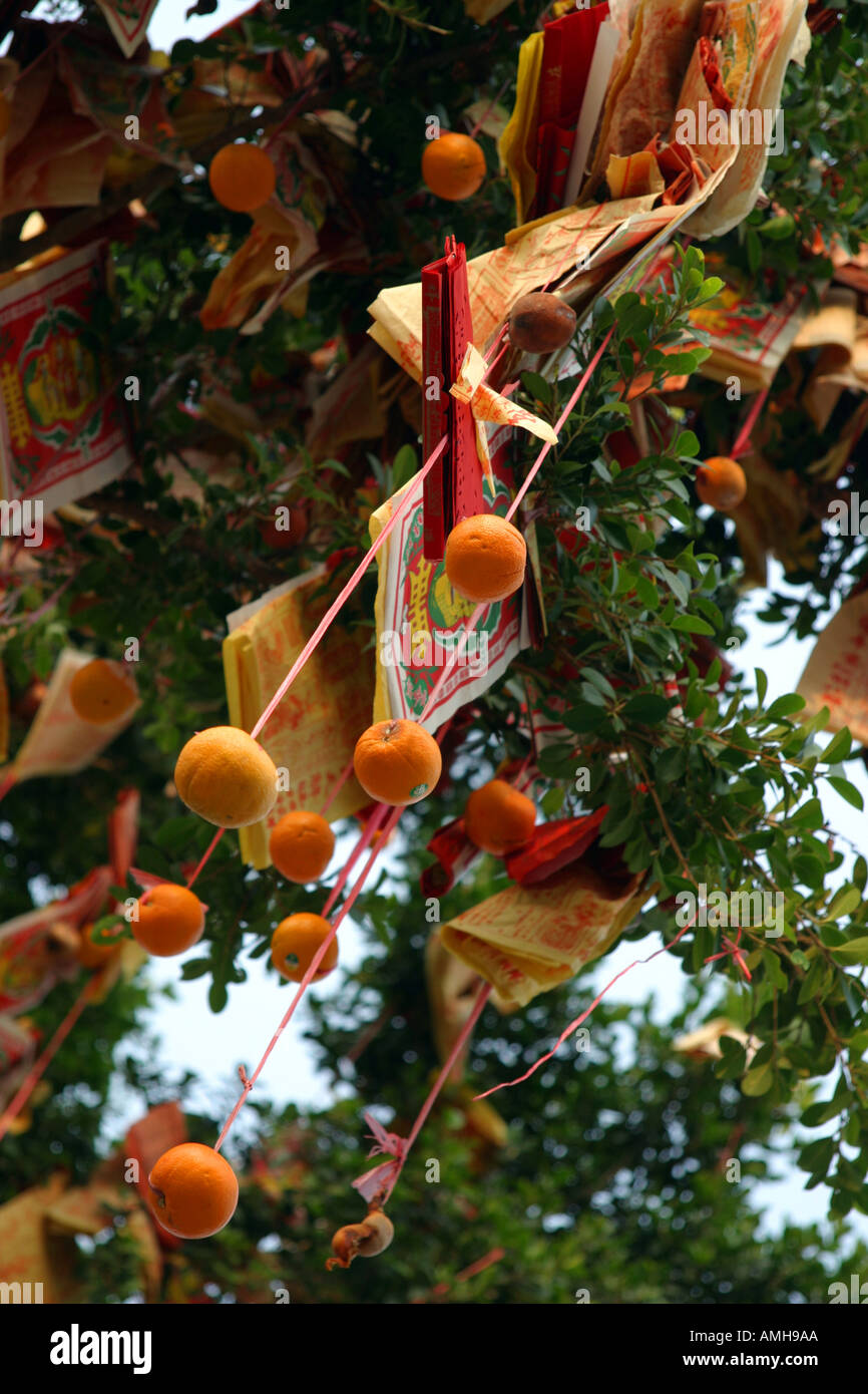 Banyan tree hong kong hi-res stock photography and images - Alamy