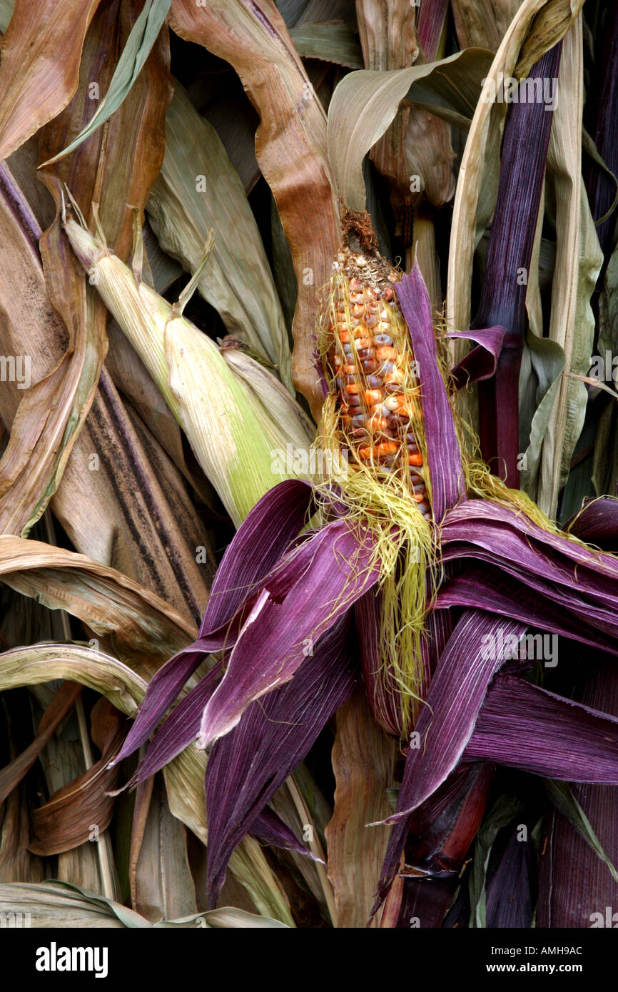 Multi colored Indian corn Stock Photo - Alamy
