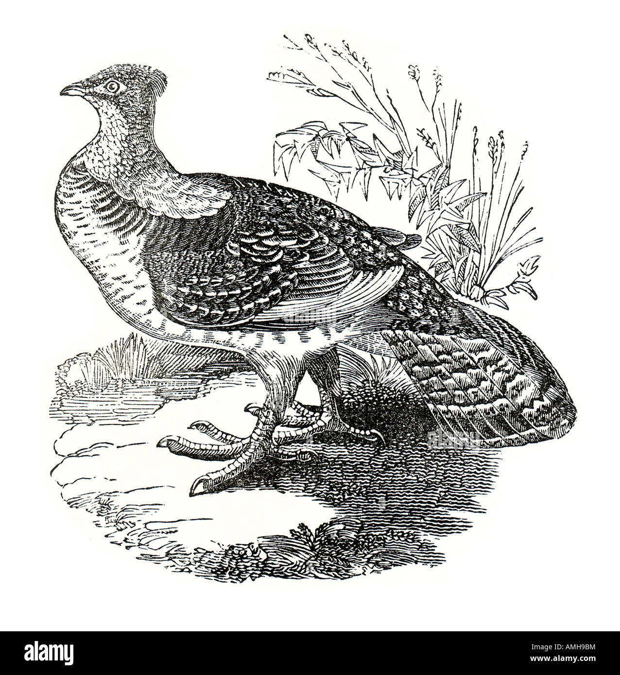 Ruffed grouse drawing hi-res stock photography and images - Alamy