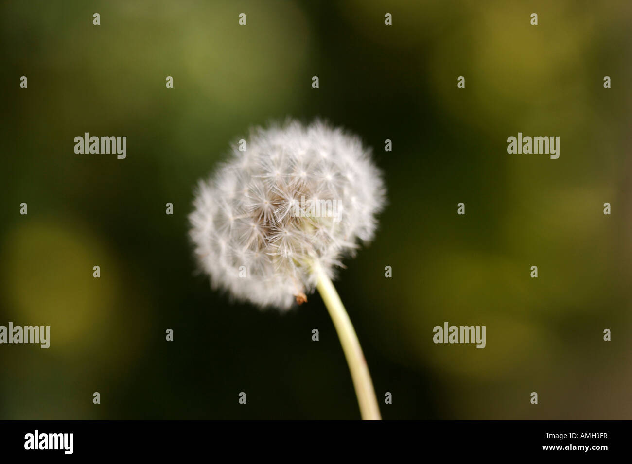 A dandelion clock Stock Photo - Alamy