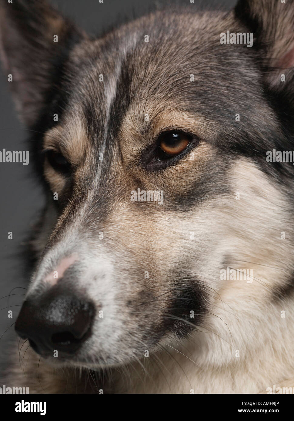 Cross bred dog hi-res stock photography and images - Alamy