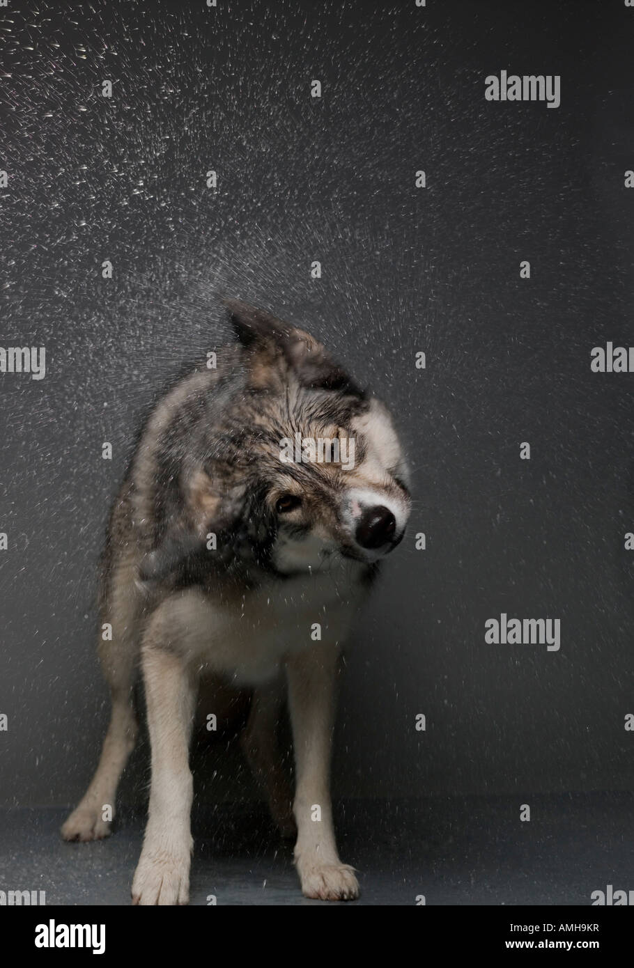 Why Do Dogs Shake Off When They Get Up