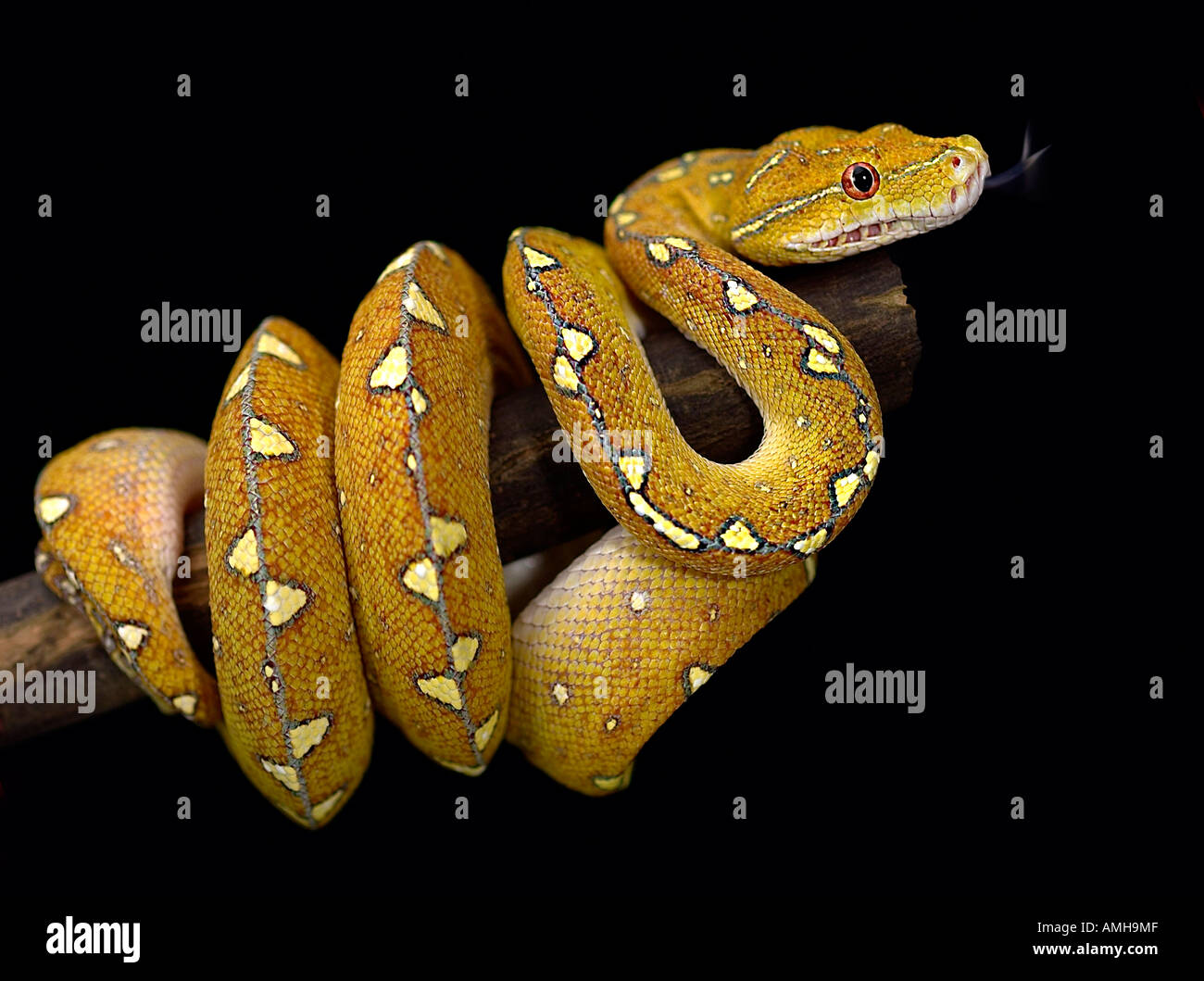 BYAK ISLAND GREEN TREE PYTHON CURLED ROUND TREE BRANCH FLICKING TOUNGUE ...
