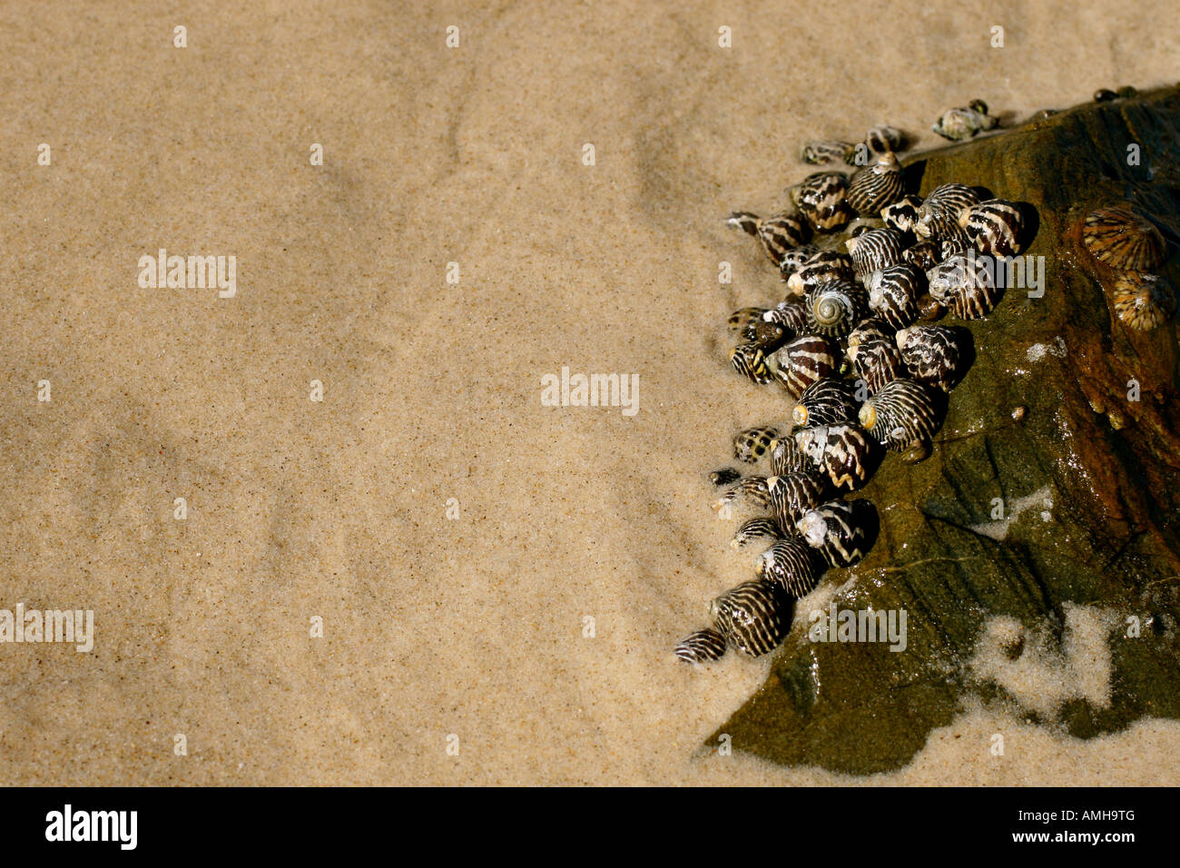 Buried shells hi-res stock photography and images - Alamy