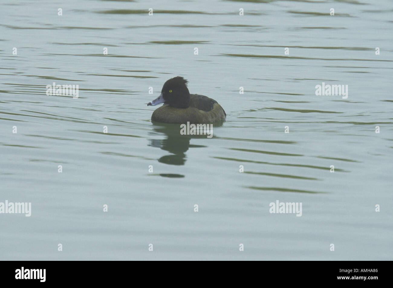 Duck by reed bed hi-res stock photography and images - Alamy
