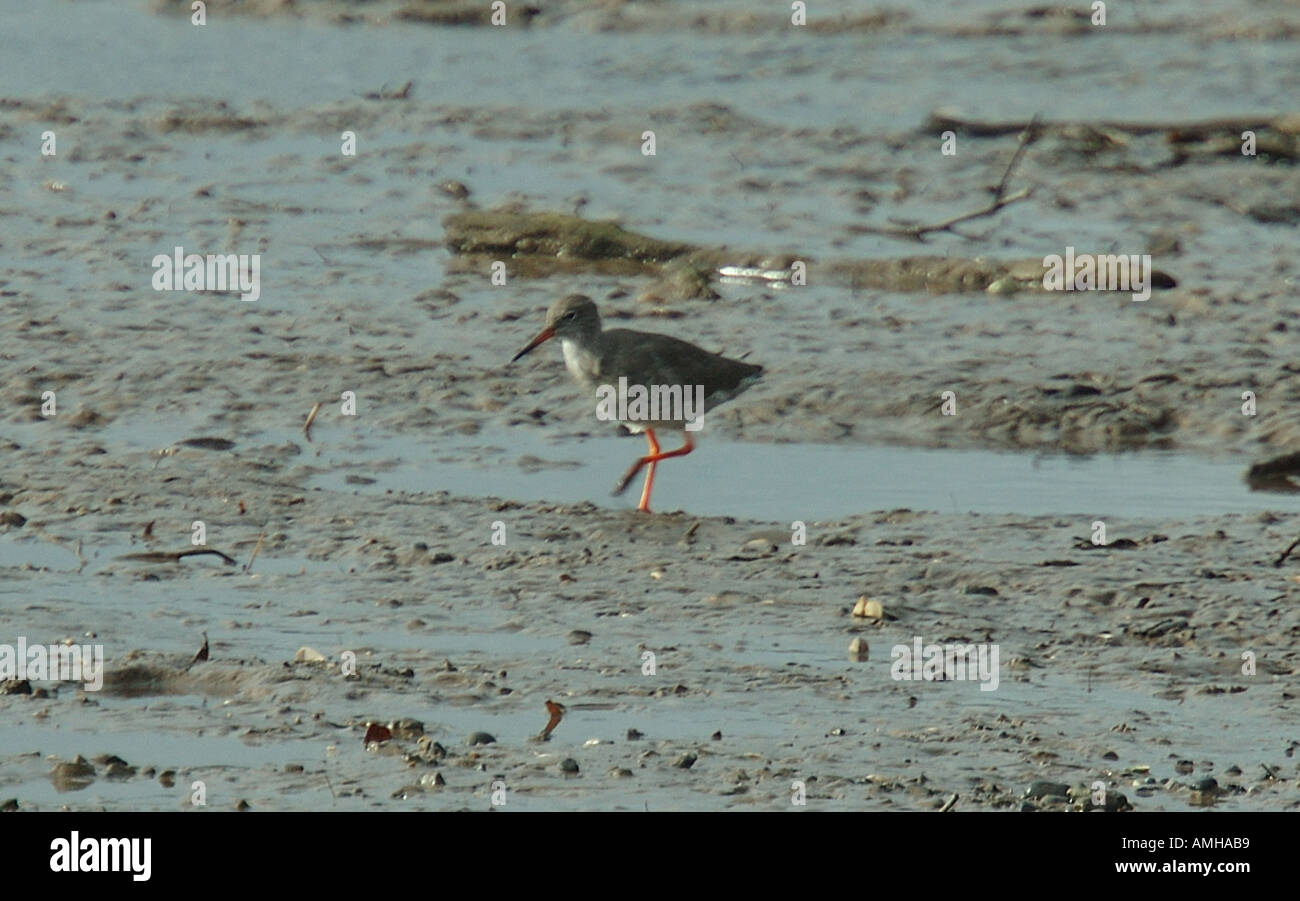 Long Toed Water Bird High Resolution Stock Photography and Images - Alamy