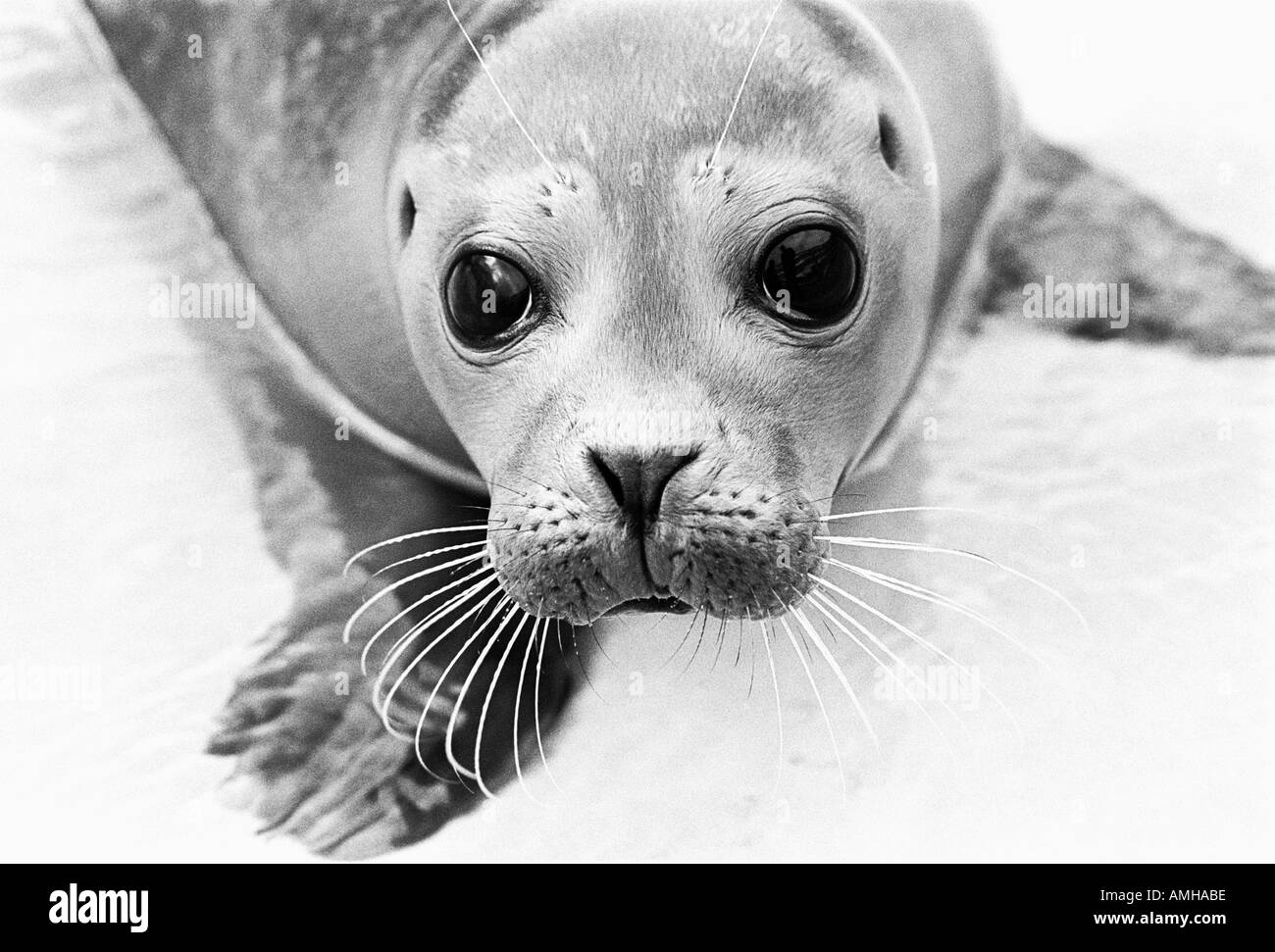 Common seal,(also called Harbor seal), Phoca Vitulina pup at Hunstanton ...