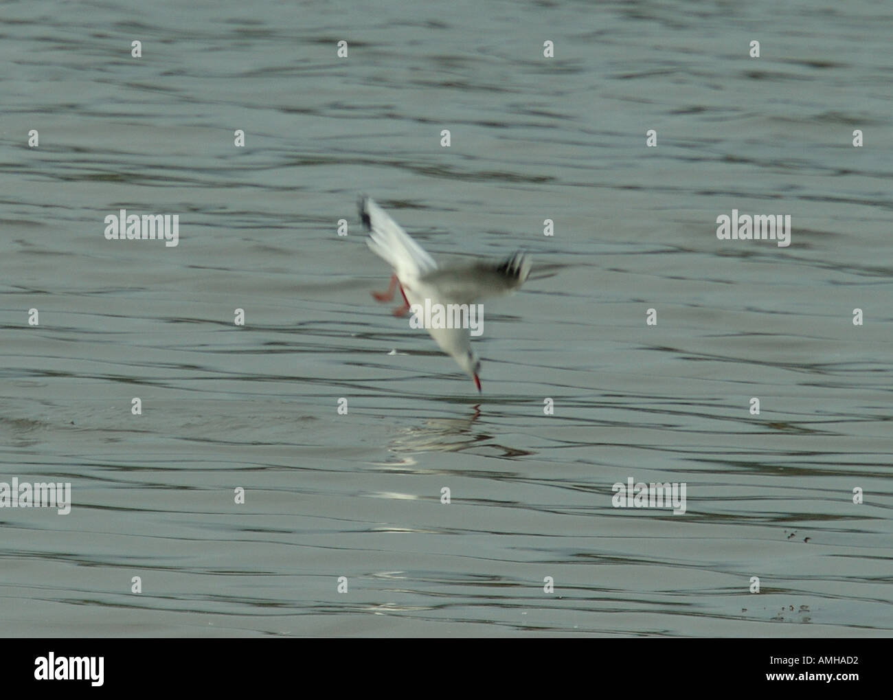 Rubbish Bins Resident High Resolution Stock Photography and Images - Alamy