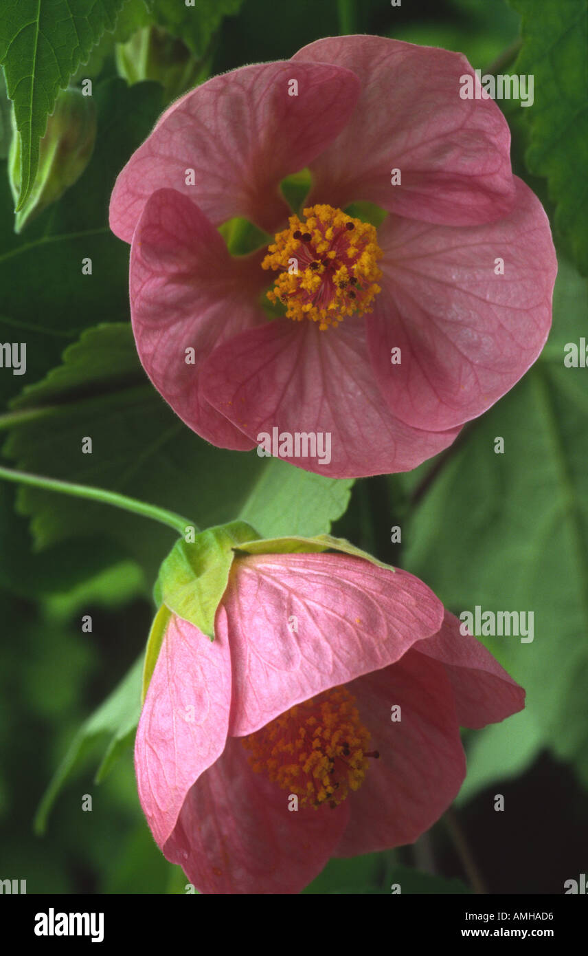 Abutilon 'Helen'. Flowering maple, Indian mallow, Parlour maple Stock ...