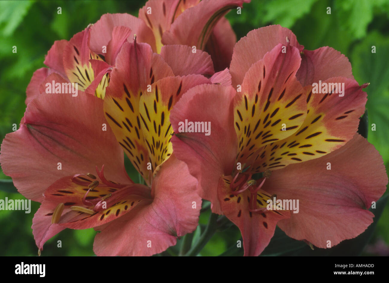 Alstroemeria 'Staprivina' syn. Princess Zavina. Peruvian lily Stock ...