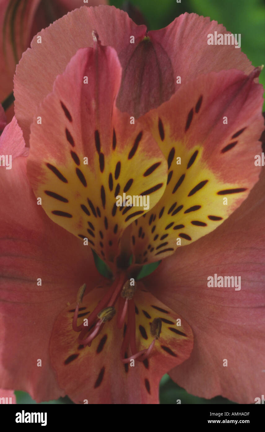 Alstroemeria zavina hi-res stock photography and images - Alamy