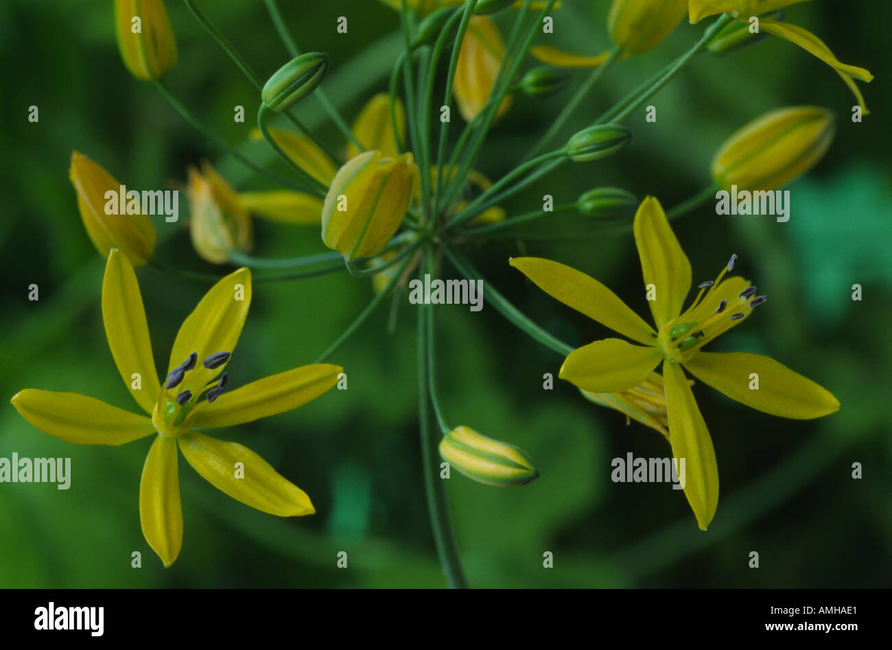 Bloomeria hi-res stock photography and images - Alamy