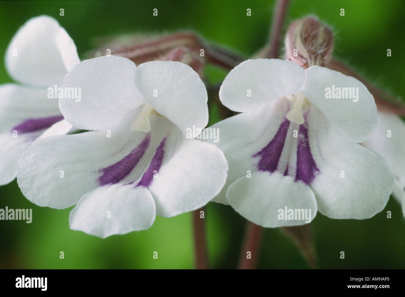 Chirita High Resolution Stock Photography and Images - Alamy