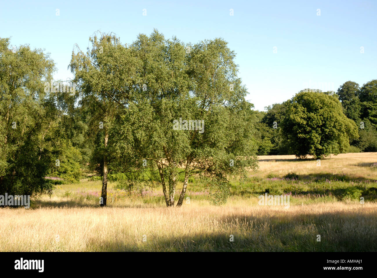 Trees on Hampstead Heath London Stock Photo - Alamy