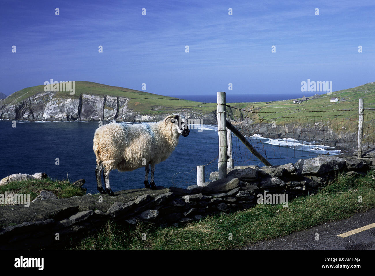 Coastal livestock fence hi-res stock photography and images - Alamy