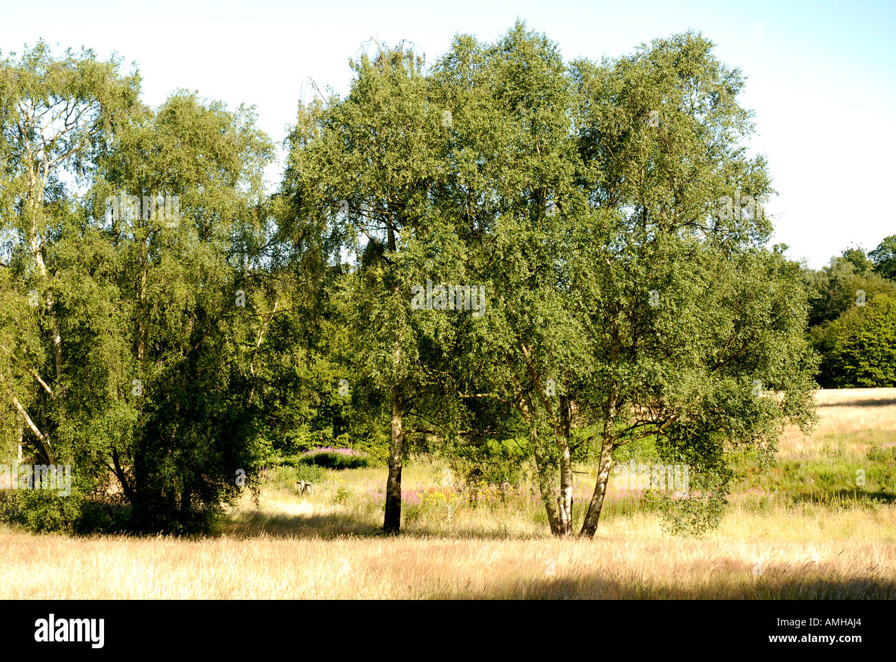 Trees on Hampstead Heath London Stock Photo - Alamy