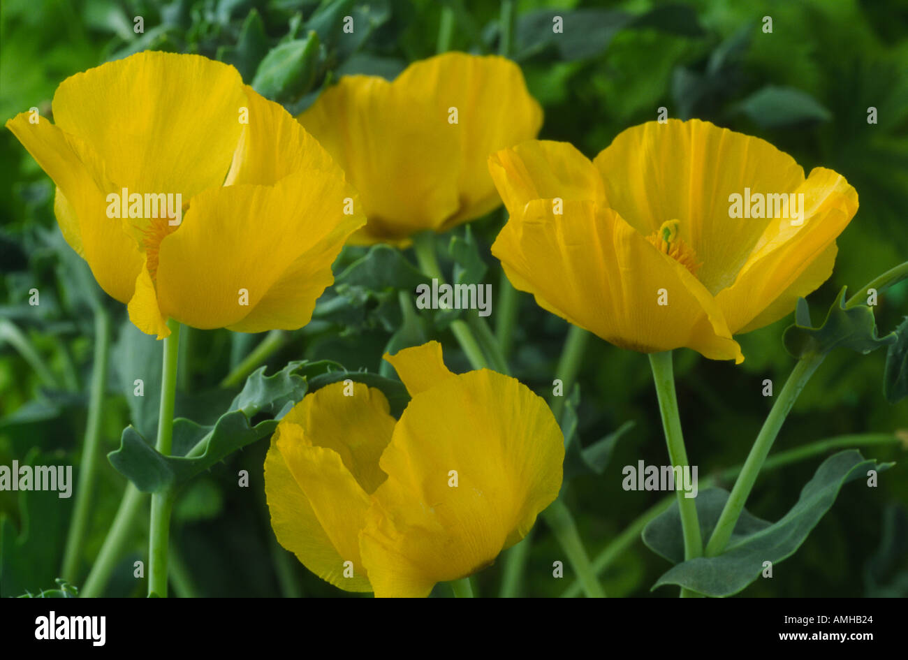 Horned stigma hi-res stock photography and images - Alamy