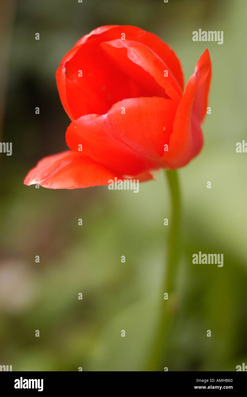 Red garden tulip Stock Photo - Alamy