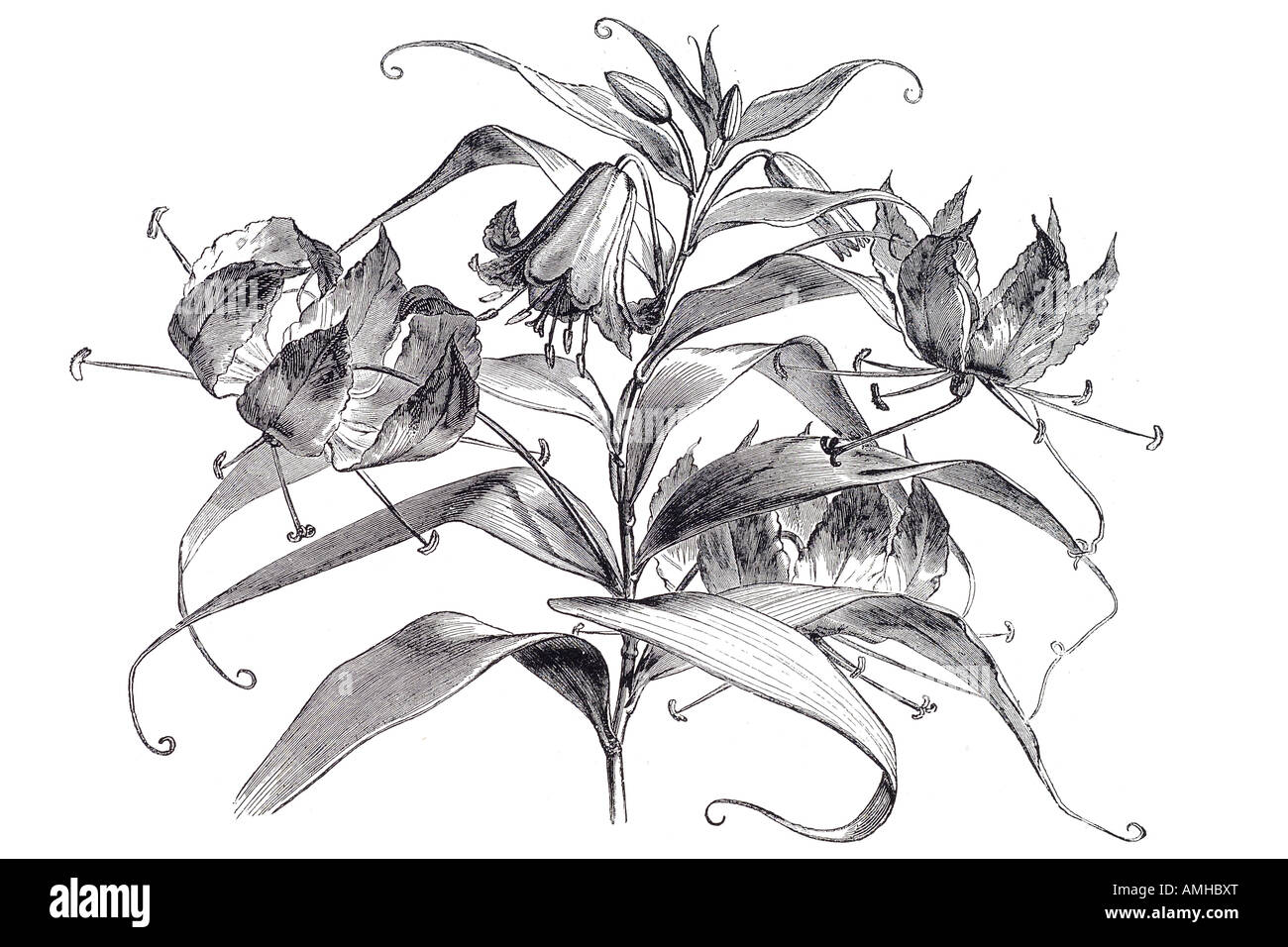 abyssinian wild flower methonica superba lilly Ethiopia Federal ...