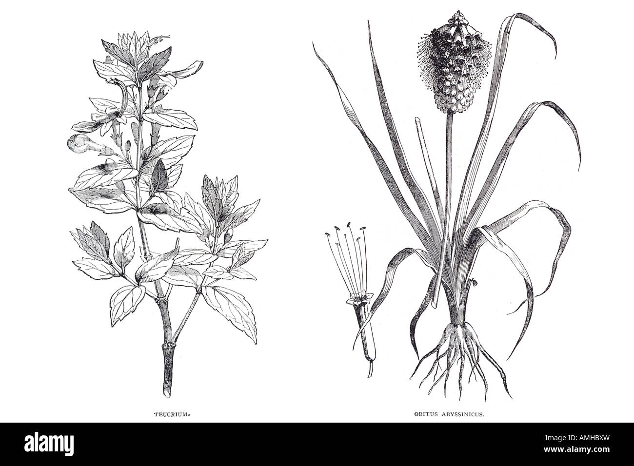 abyssinian wild flower teucrium obitus abyssinicus Ethiopia Federal ...