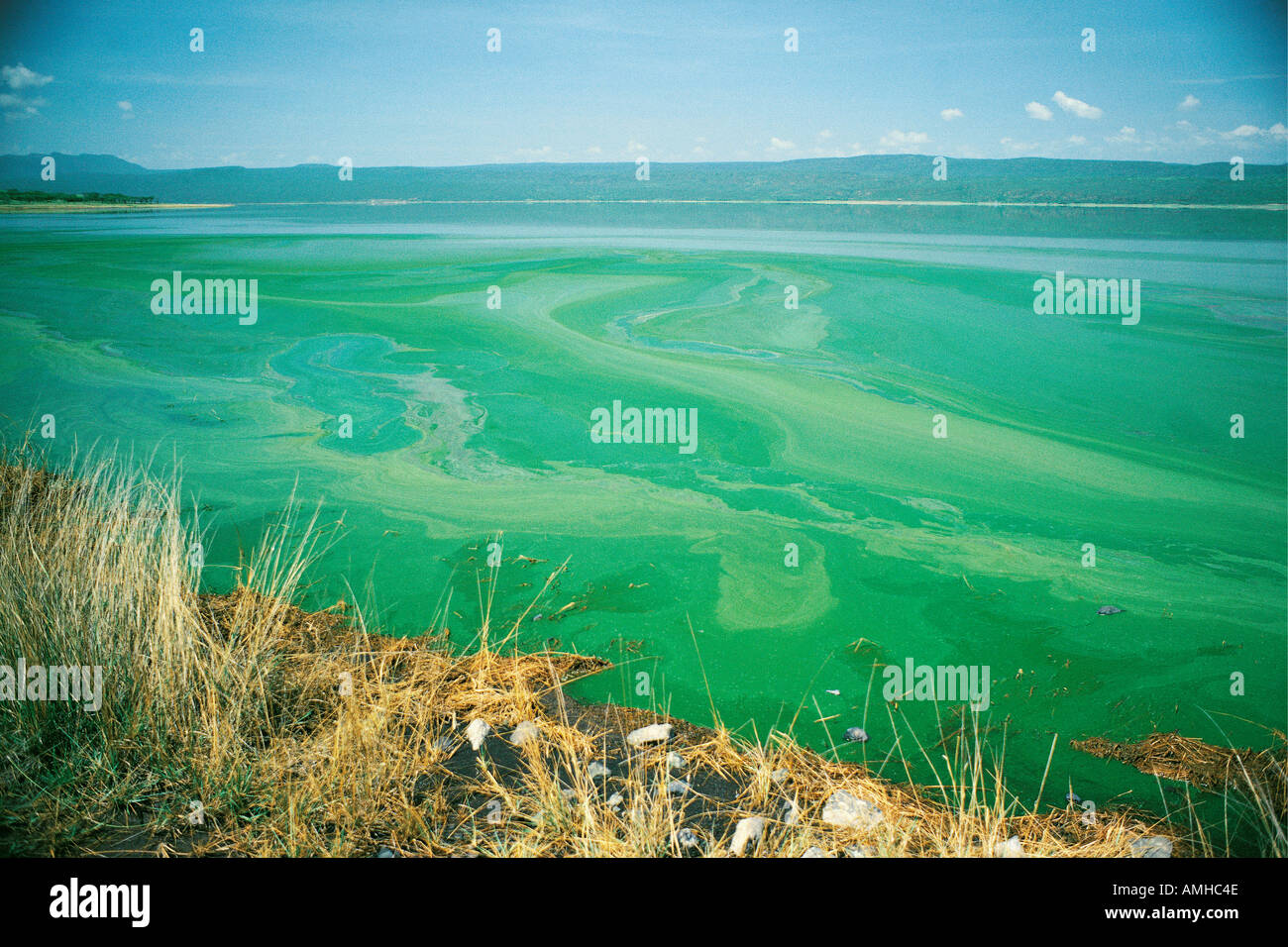 Lake Bogoria in the Great Rift Valley Kenya East Africa Stock Photo - Alamy