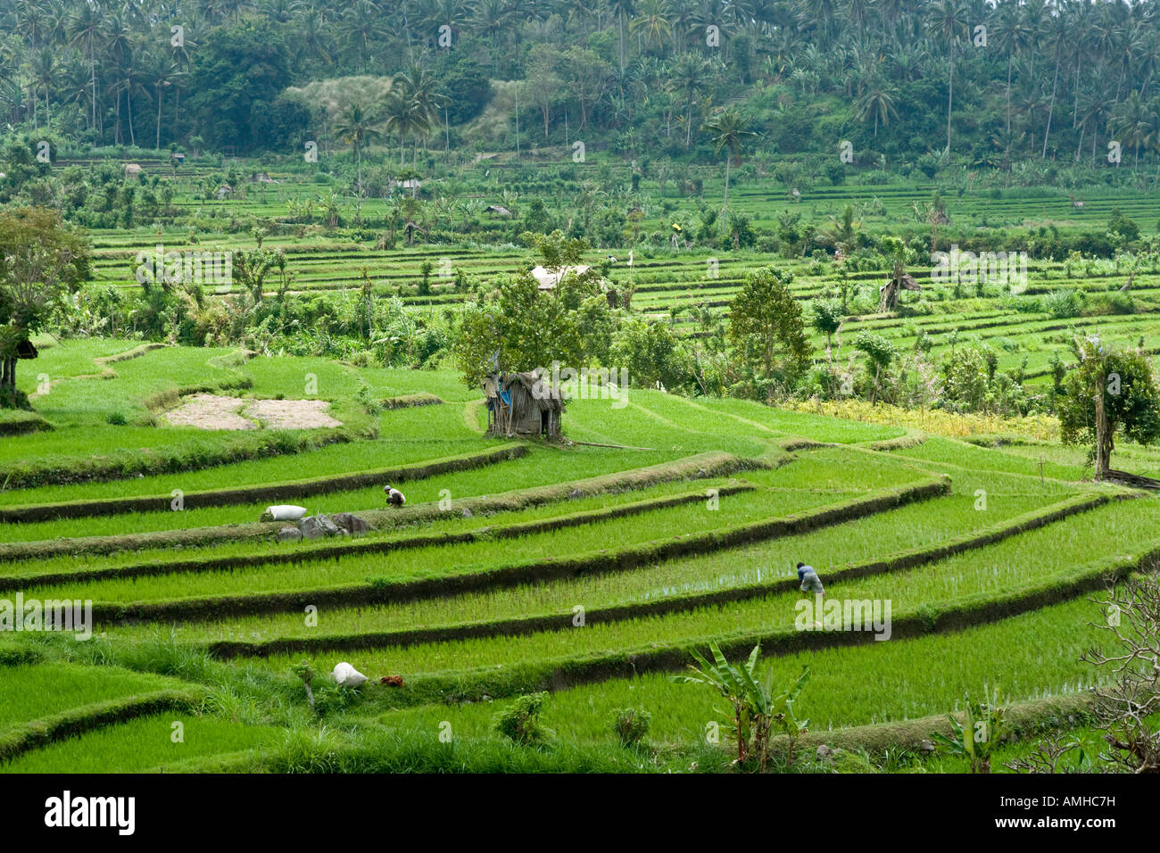 Terrace Rice Fields Bali Indonesia Stock Photo - Alamy