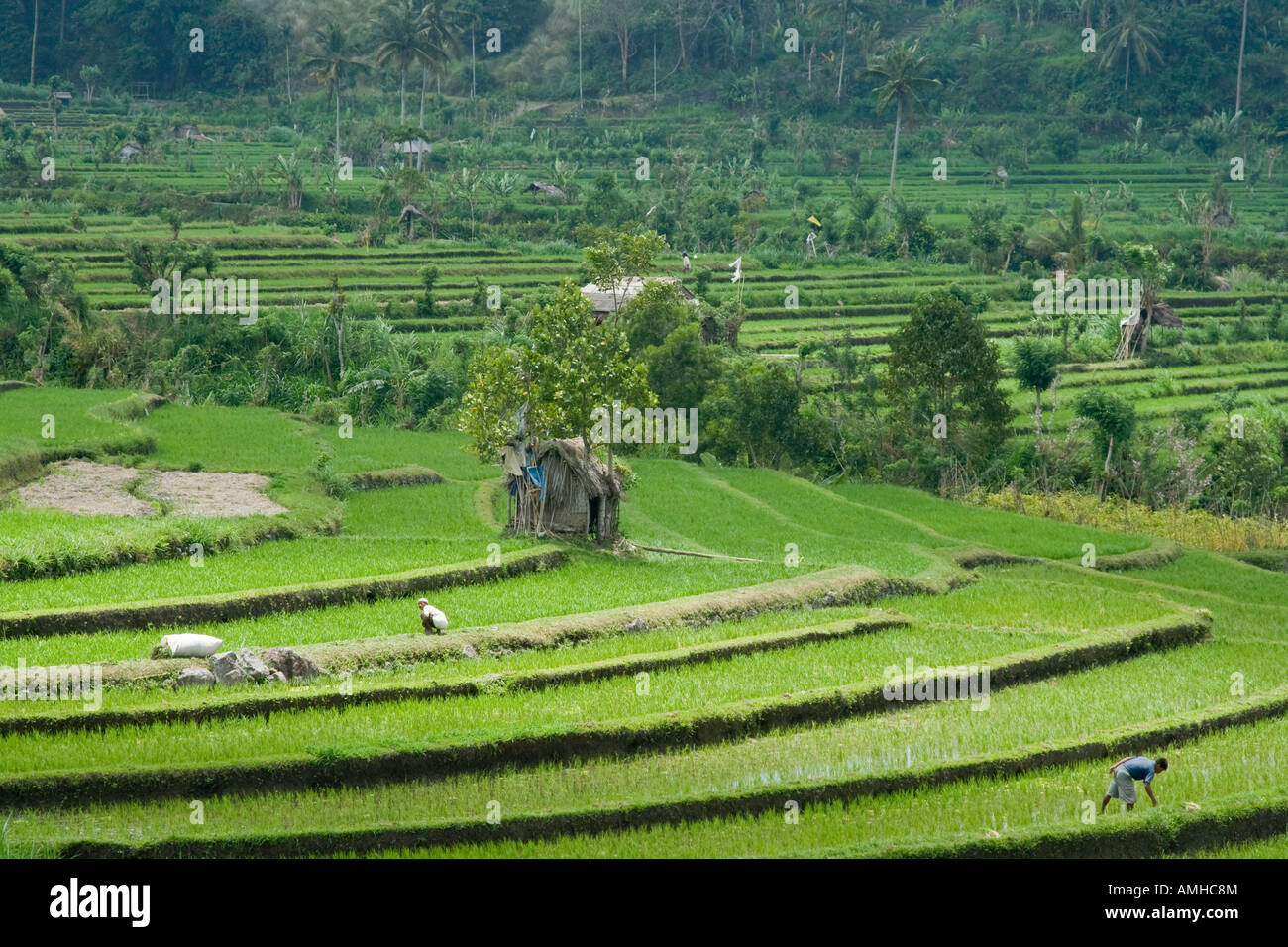 Terrace Rice Fields Bali Indonesia Stock Photo - Alamy