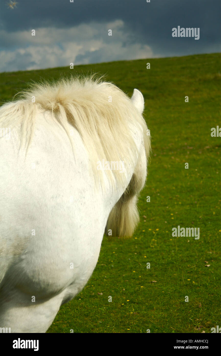 White horse field hi-res stock photography and images - Alamy