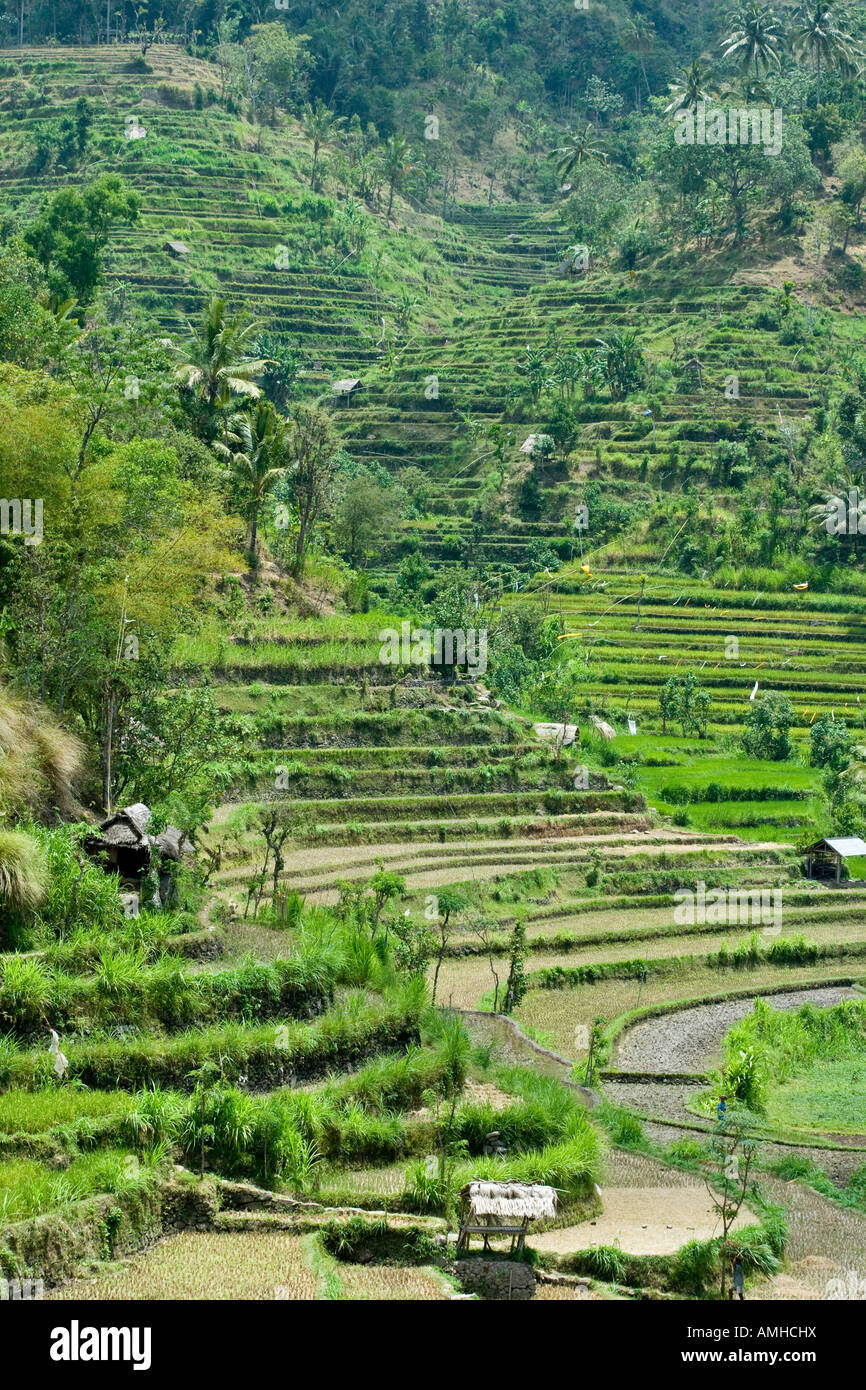 Terrace Rice Fields Bali Indonesia Stock Photo - Alamy
