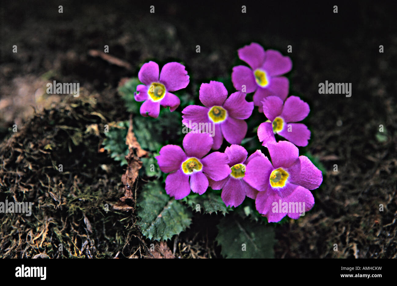 Wild primrose hi-res stock photography and images - Alamy