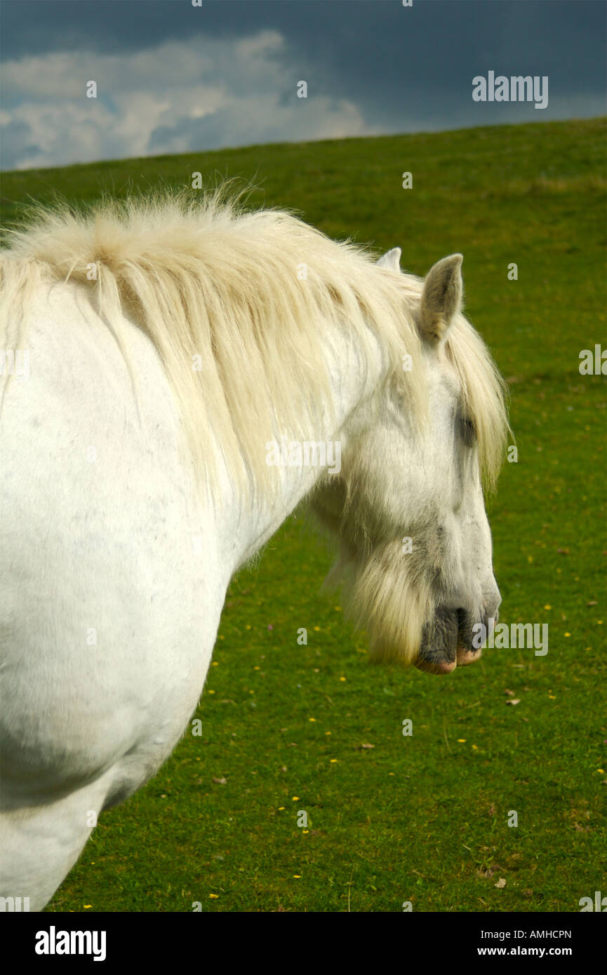 Shire horse in a field hi-res stock photography and images - Alamy