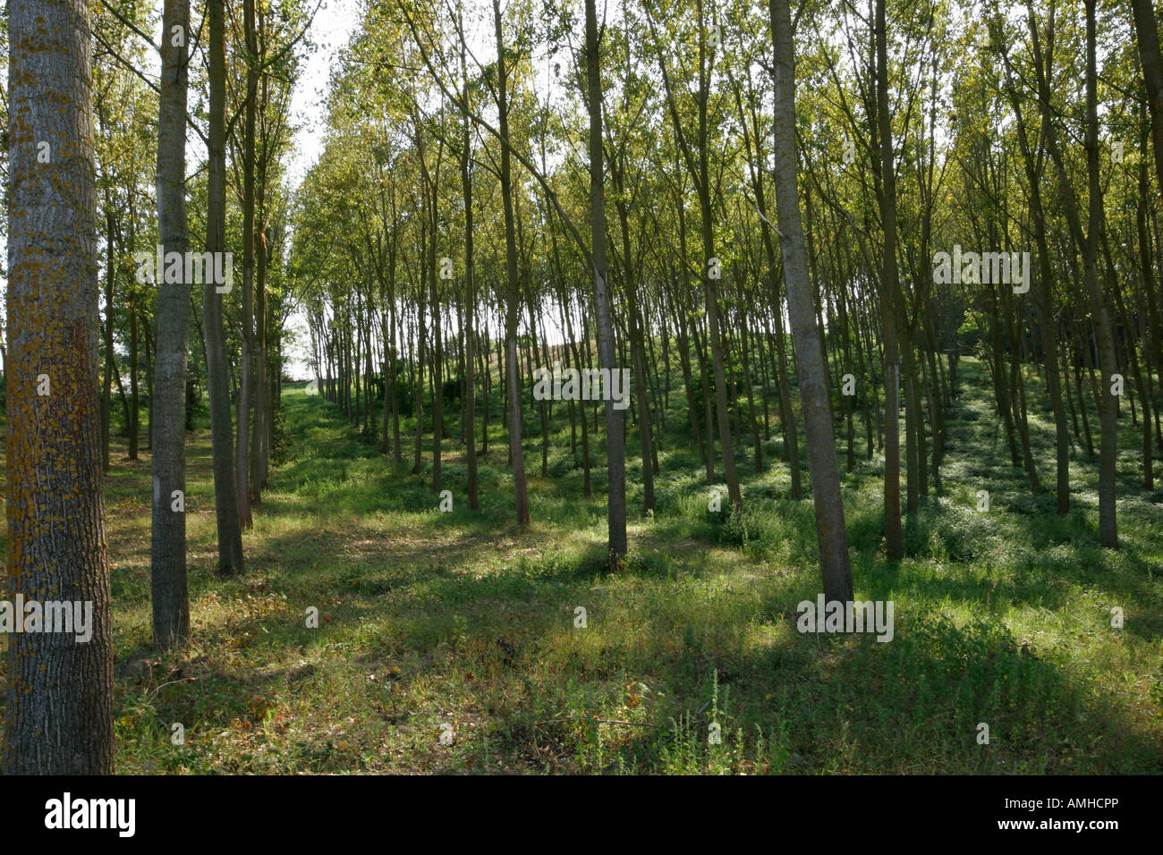 Forest in Roero, Piemonte, Italy Stock Photo - Alamy