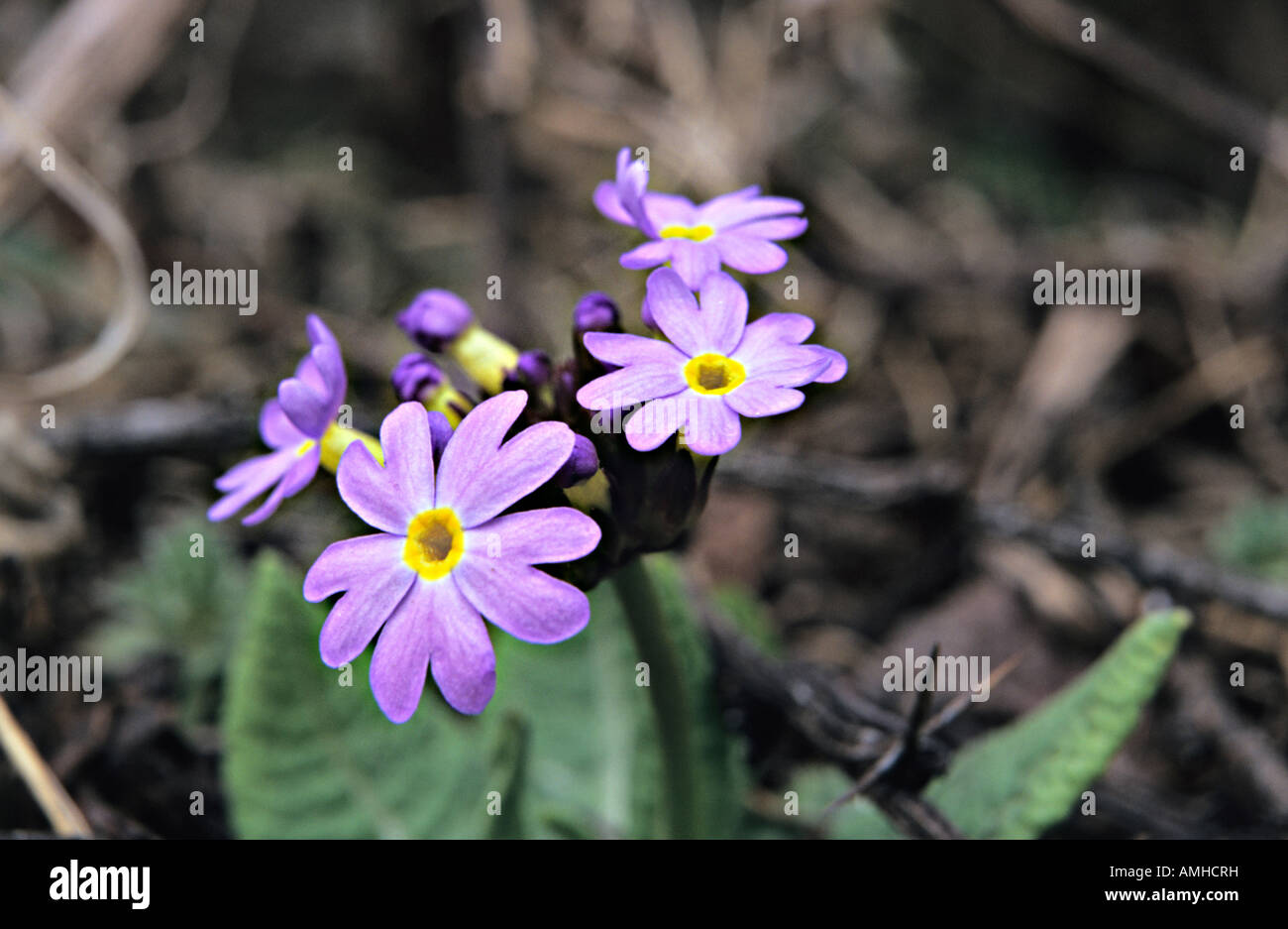 Close up wild primrose hi-res stock photography and images - Alamy