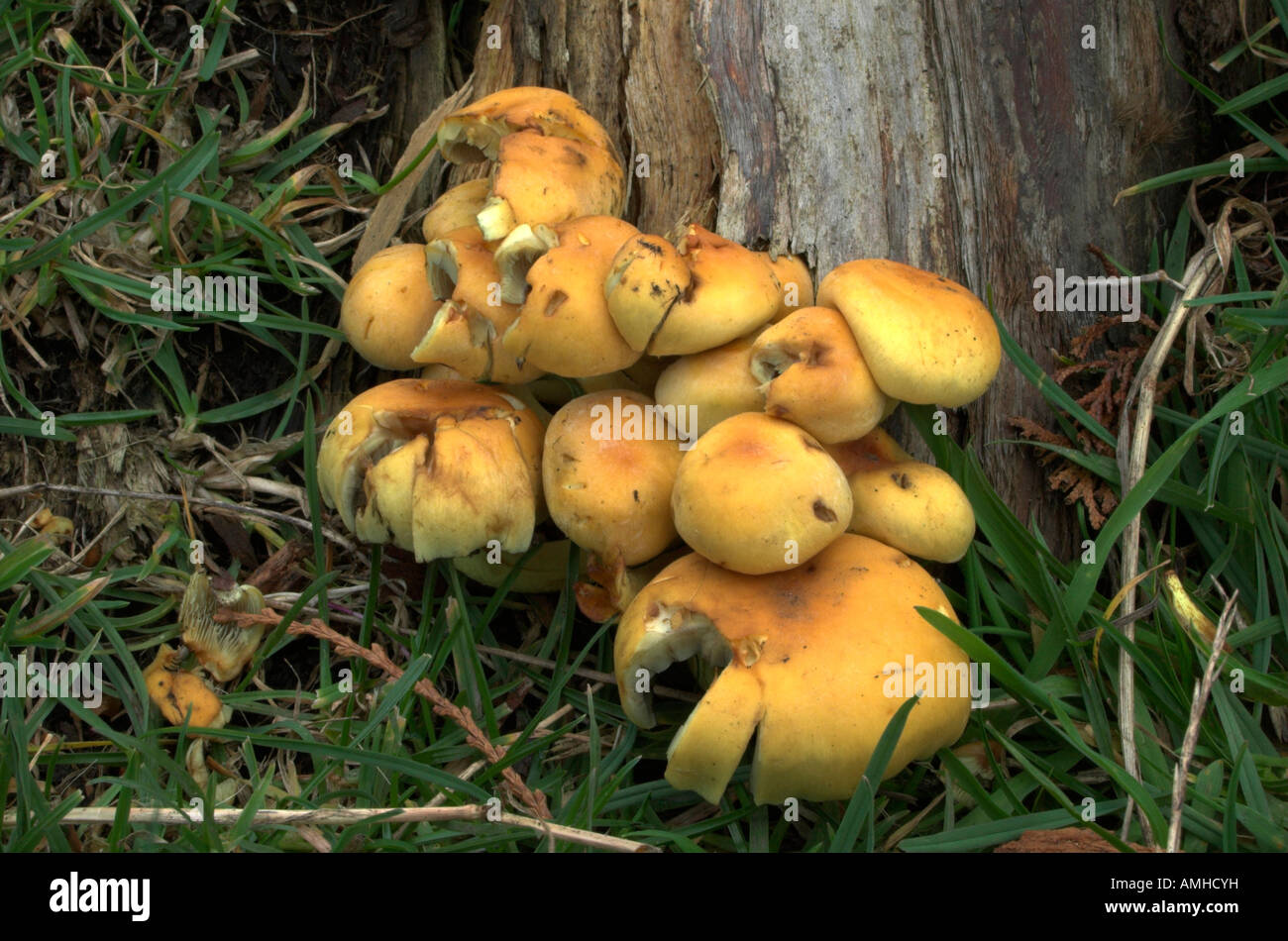 Fungus cells hi-res stock photography and images - Alamy